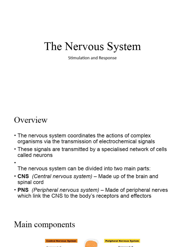The Nervous System Slides | PDF | Nervous System | Central Nervous System
