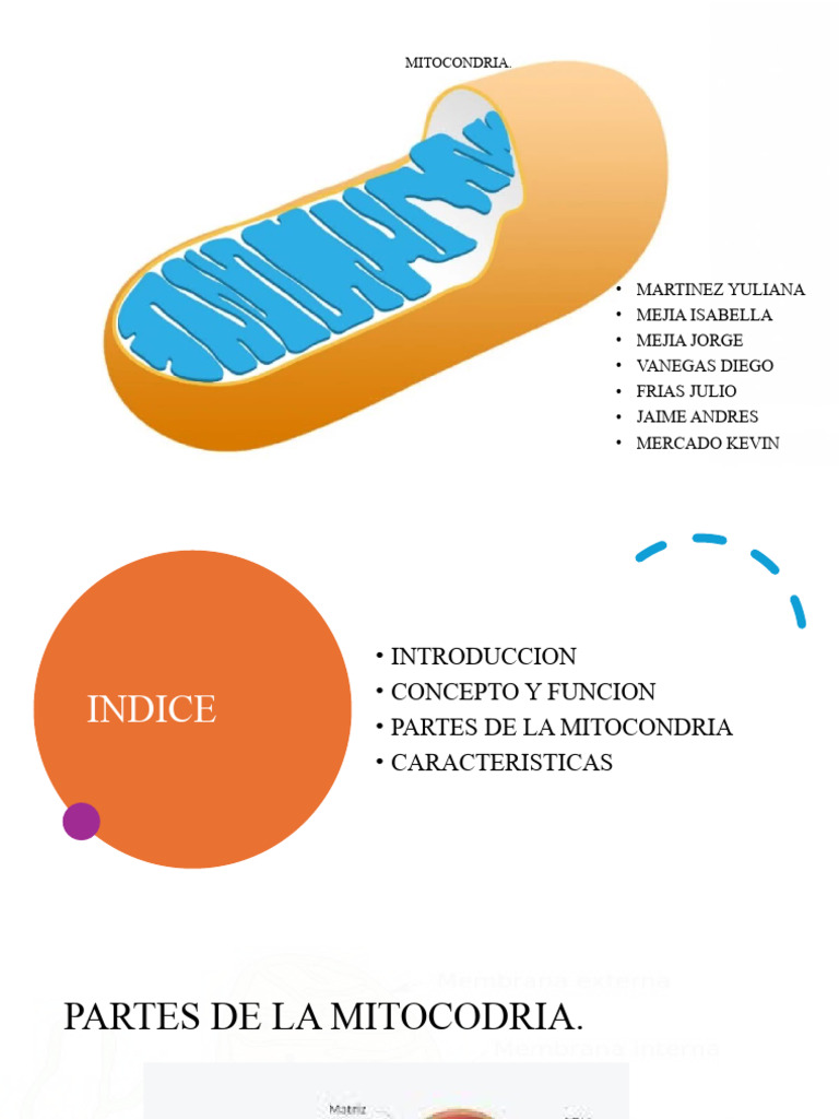 Mitocondria Pdf Mitocondria Biología Celular