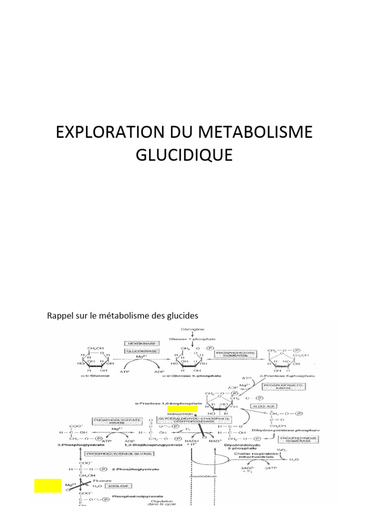 Exploration 1 de La Glycoregulation | PDF | Hémoglobine glyquée | Chimie