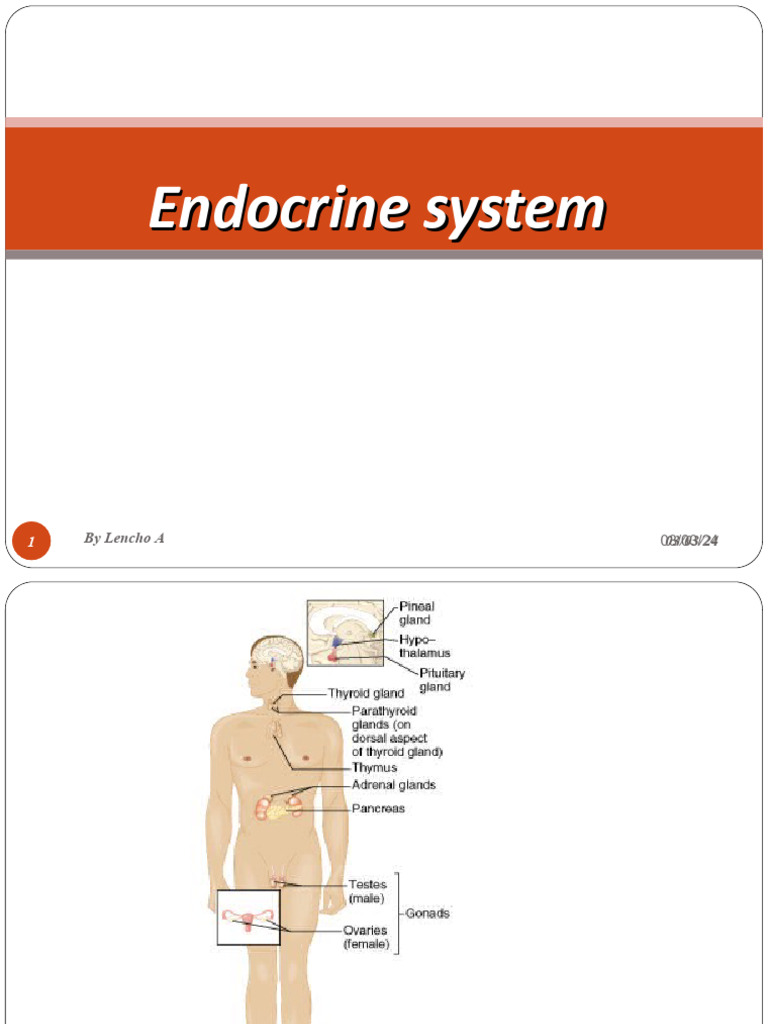 Endocrine System | PDF