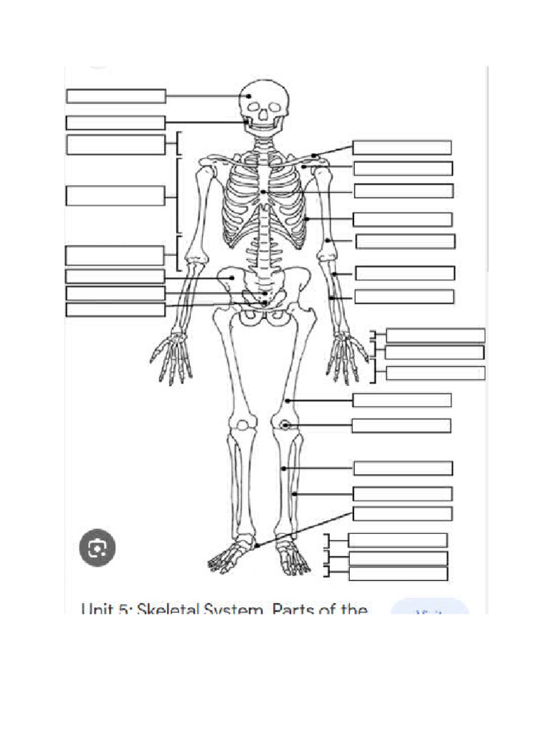 Skeleton | PDF