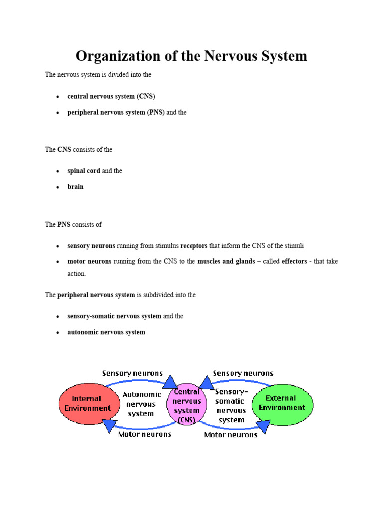 Organization of The Nervous System (Student) | PDF | Central Nervous ...