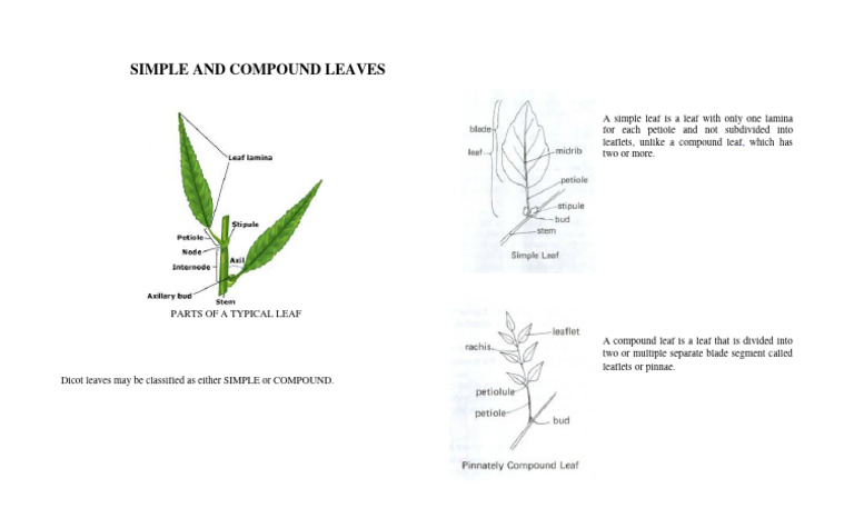 Simple and Compound Leaves | PDF | Science & Mathematics