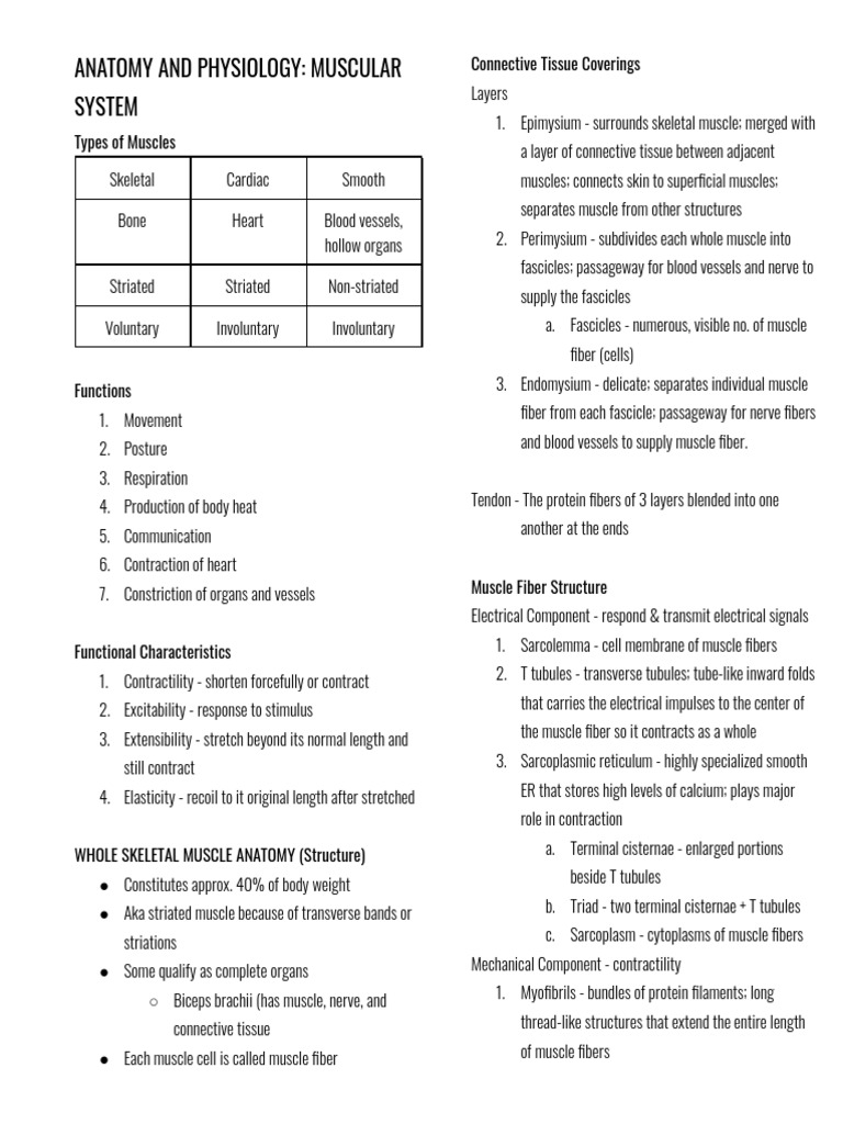7 Muscular System | PDF | Science & Mathematics
