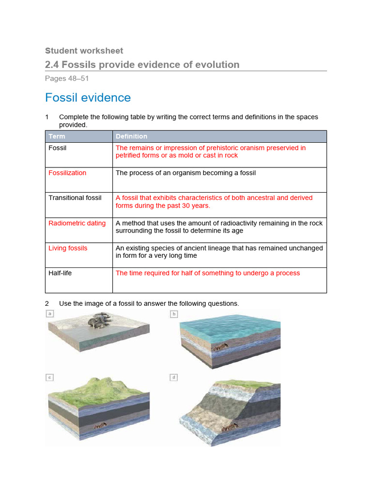 2.4 Fossils Student Worksheet | PDF | Foreign Language Studies ...