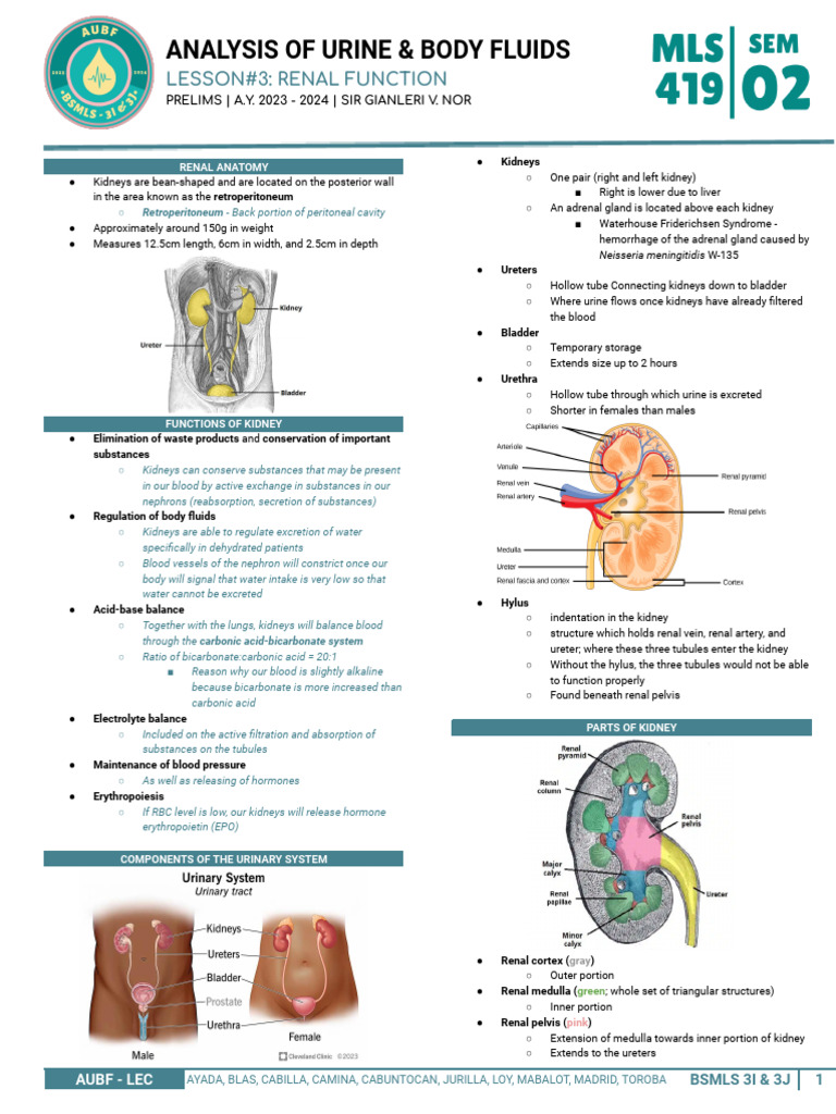 3I 3J AUBF LEC L3 Renal Function | PDF | Kidney | Urinary System
