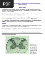 Láminas de Rexed | PDF | Dolor | Neurona