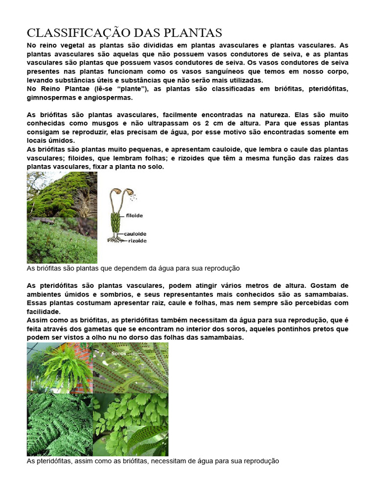 Classificação Das Plantas Pdf Plantas Musgo 8689