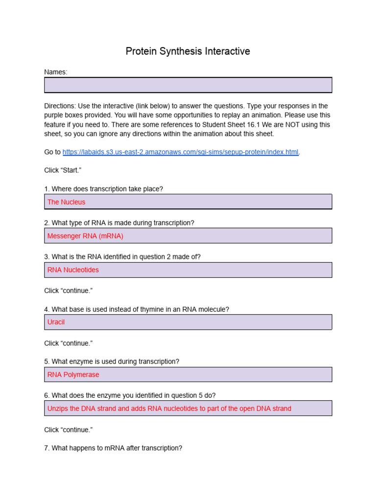 Protein Synthesis Interactive Worksheet | PDF | Science & Mathematics