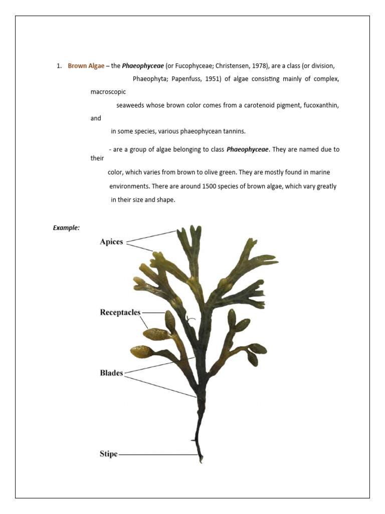 Brown Algae | PDF
