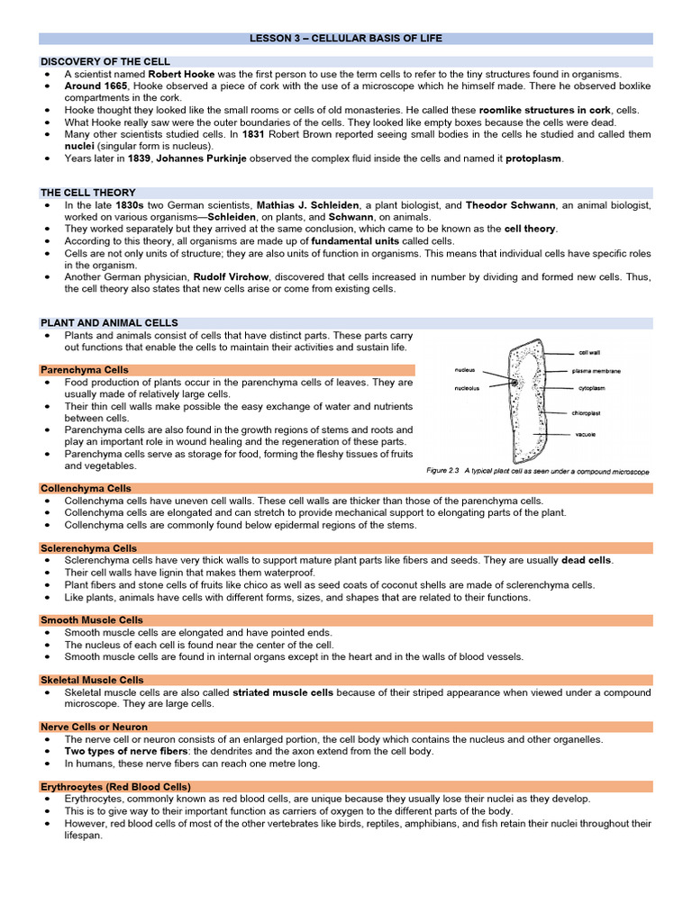 Lesson 3 - Cellular Basis of Life | PDF
