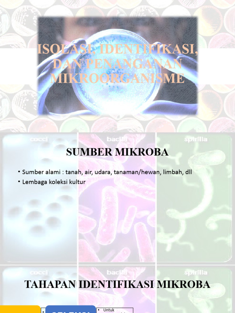 Mikrobiologi Farmasi Pertemuan 4 Isolasi Dan Identifikasi Bakteri | PDF ...