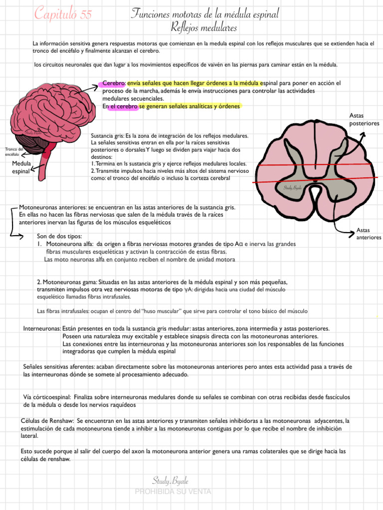 Fisiologia Capitulo 55 | PDF