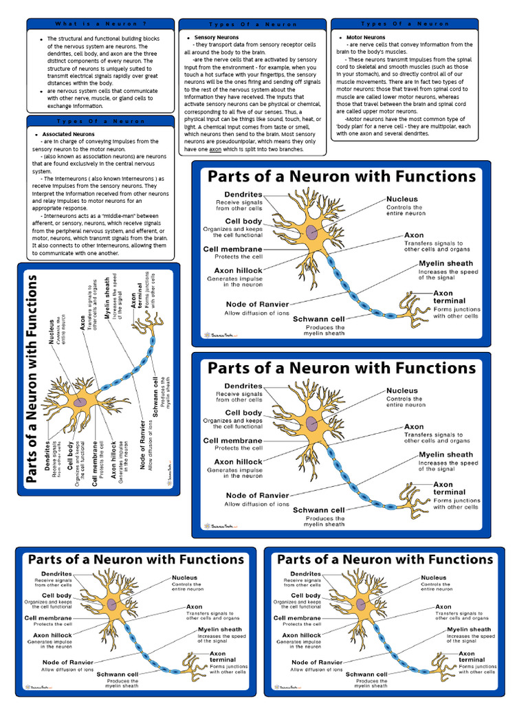 ASSIGNMENT 2 in Science | PDF | Neuron | Nervous System