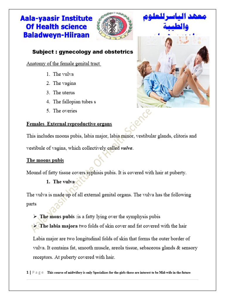 Female Reproductive System | PDF | Uterus | Labia