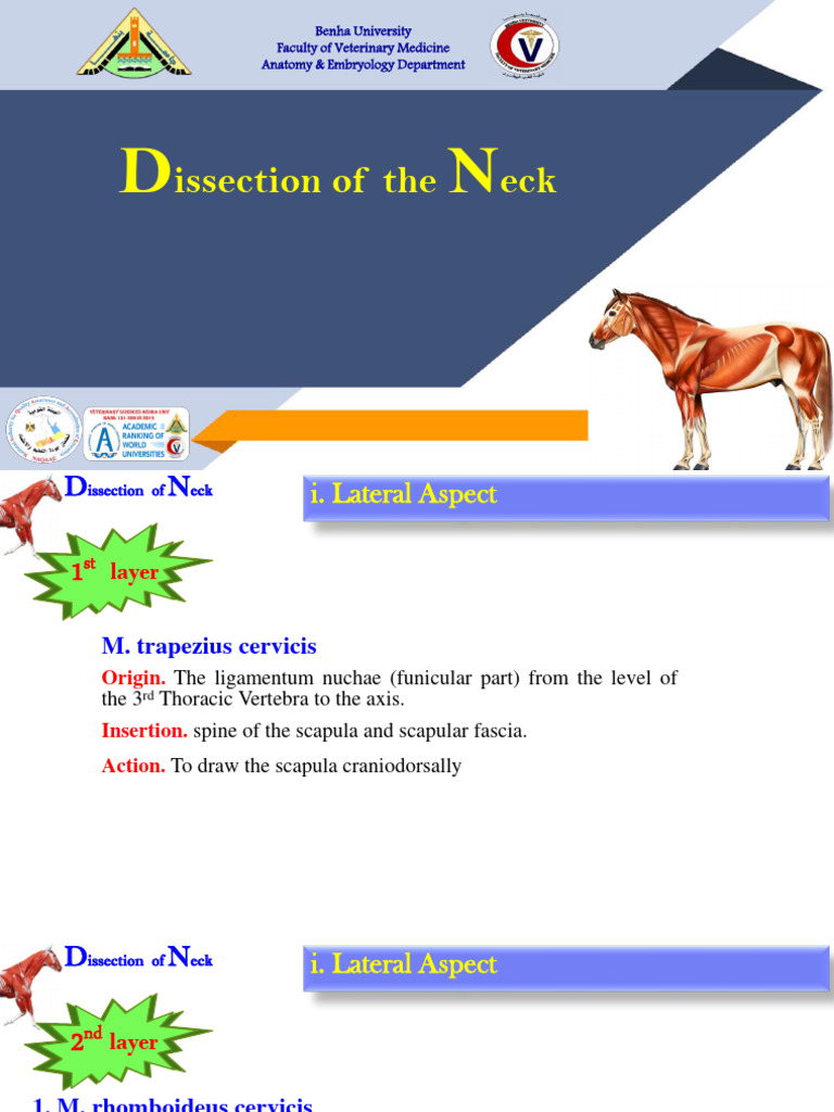 Dissection of Neck | PDF | Vertebra | Vertebral Column