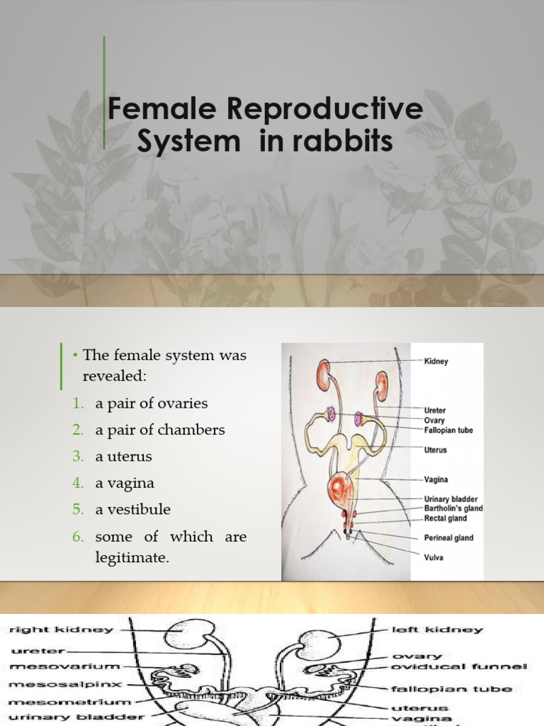 Female Reproductive System in Rabbits | PDF | Wellness | Science ...