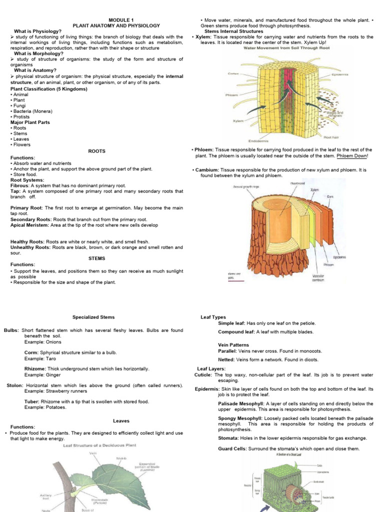 Plant Anatomy and Physiology Overview | PDF | Leaf | Plant Stem