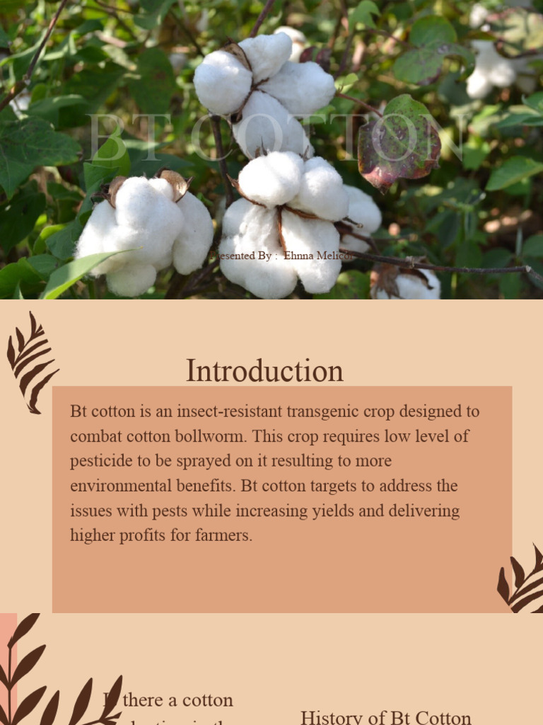 Overview of Bt Cotton Benefits | PDF | Social Science | Technology ...
