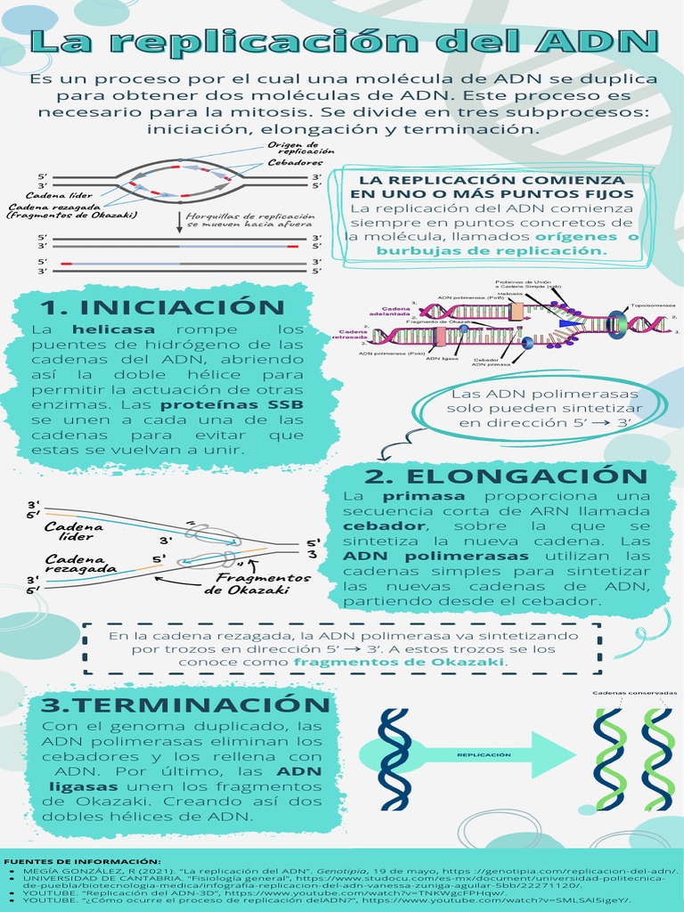 Infografía La Replicación Del Adn | Descargar gratis PDF | Replicación De Adn | Adn