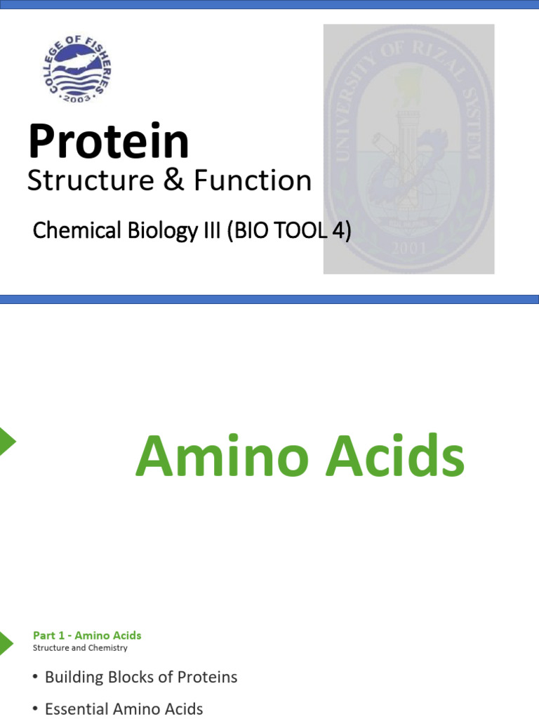 Lesson 2_Protein Structure and Function | PDF | Amino Acid | Protein ...