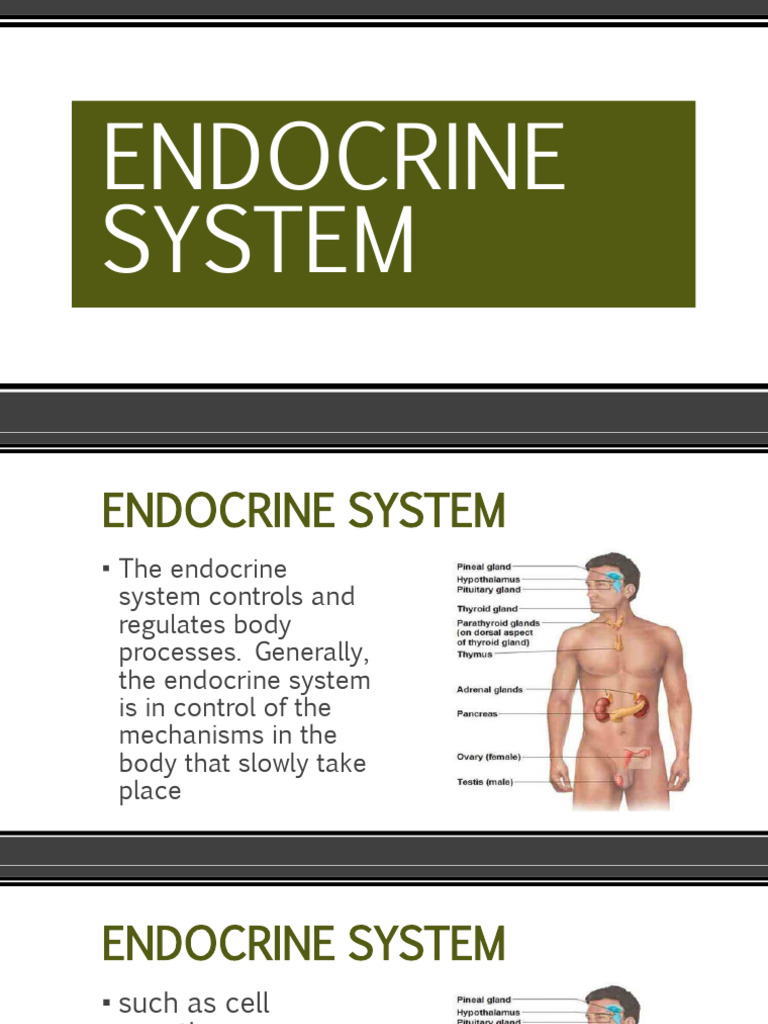 Endocrine System | PDF | Endocrine System | Human Body