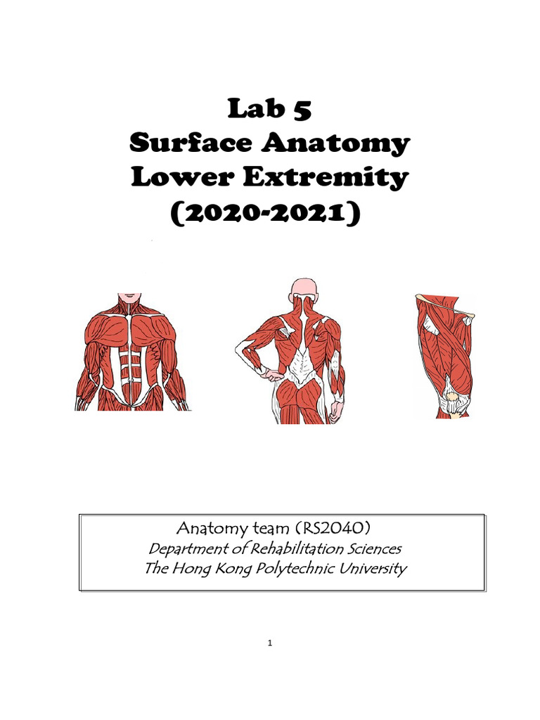(2021) Handout for Surface Anatomy_Lower Extremity | PDF | Knee | Human Leg