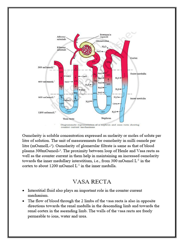Vasa Recta | PDF
