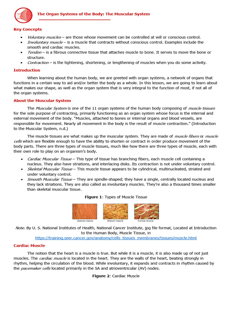 Muscular-System-Handouts - Biology | PDF | Skeletal Muscle | Human Body