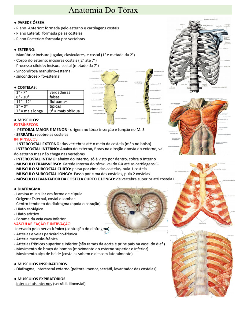 Anatomia Do Tórax | PDF