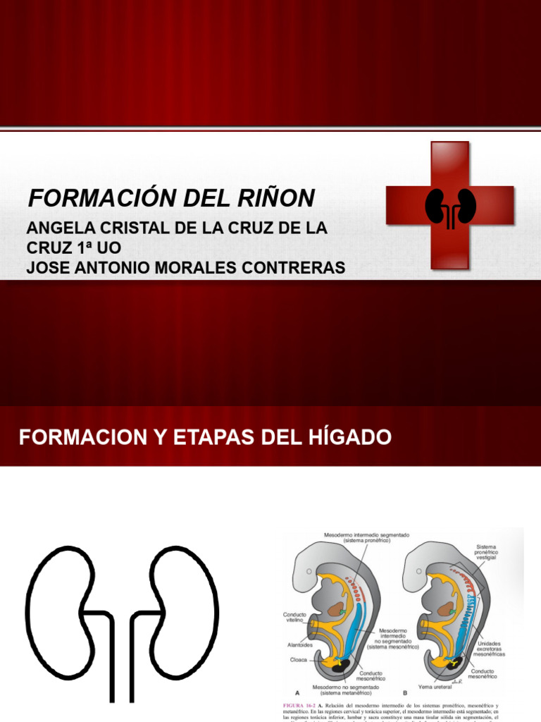 Formación Del Riñon | PDF | Riñón | Zoología