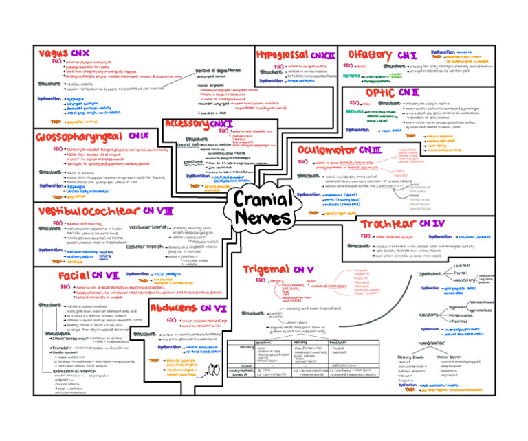 Cranial Nerve Mind Map | PDF | Human Head And Neck | Human Anatomy