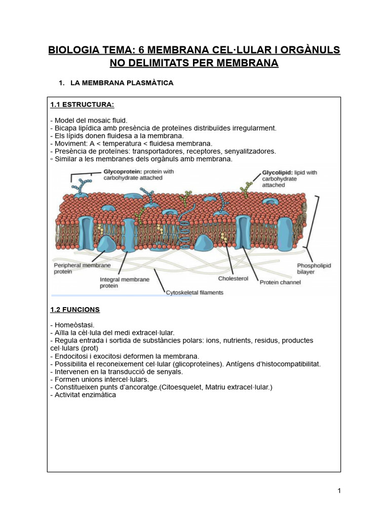 Biologia Tema - 6 Membrana Cel Lular I Orgànuls No Delimitats Per Membrana | PDF