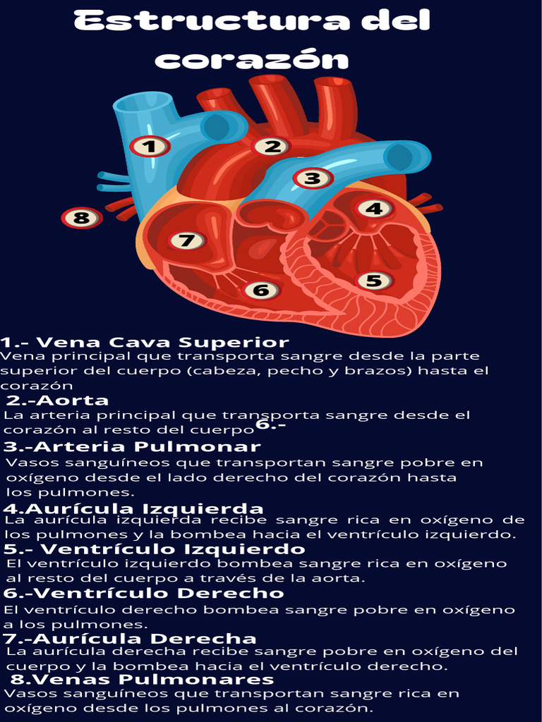 El corazón y sus funciones | PDF