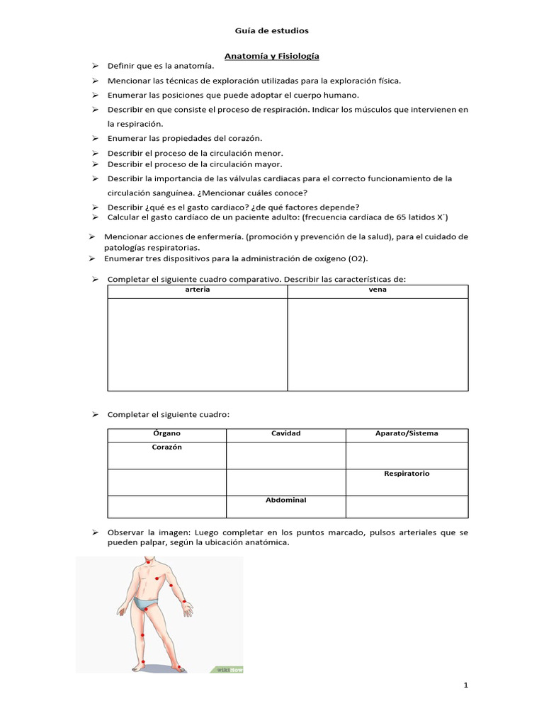 Anatomía Guia De Estudio 2023 1 Pdf Corazón Sistema Circulatorio