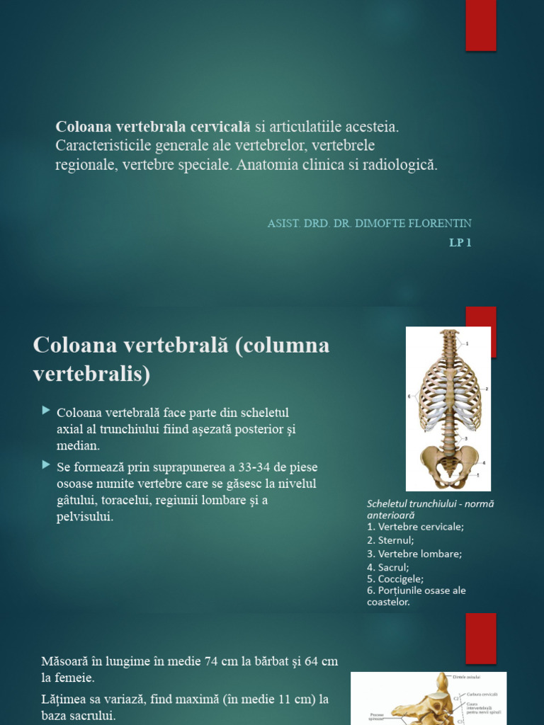 1 - 1 Anatomia Coloanei Vertebrala | PDF