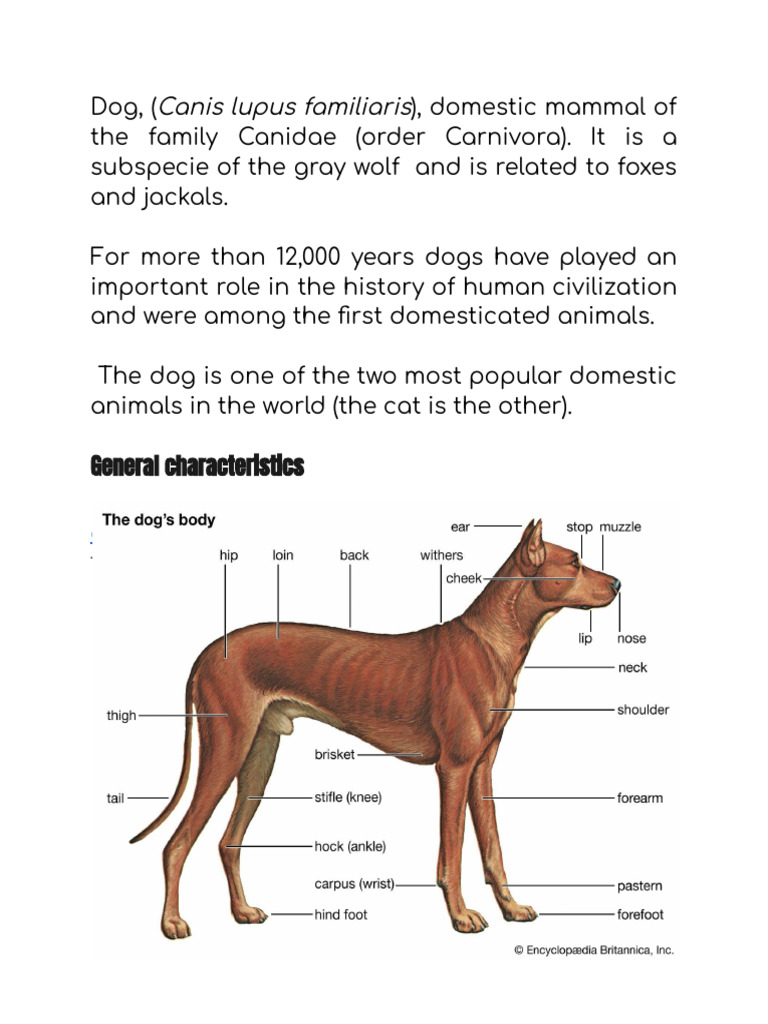Dogs | PDF