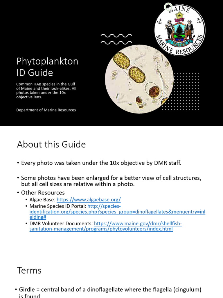 Gulf of Maine Phytoplankton ID Guide | PDF