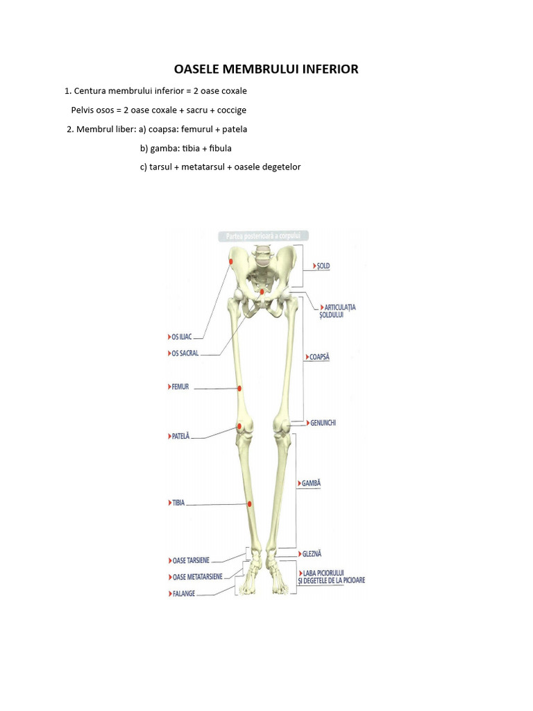 Oasele Membrului Inferior | PDF