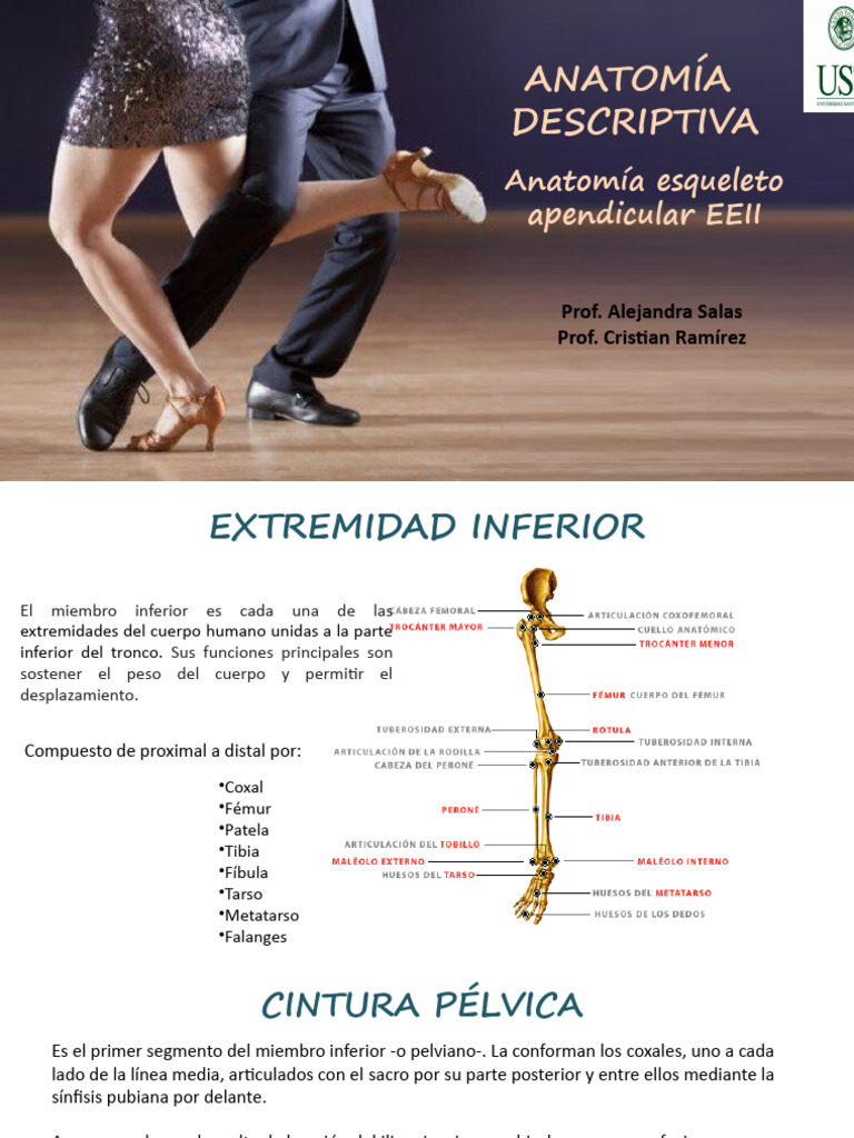 Esqueleto Apendicular - EEII | PDF