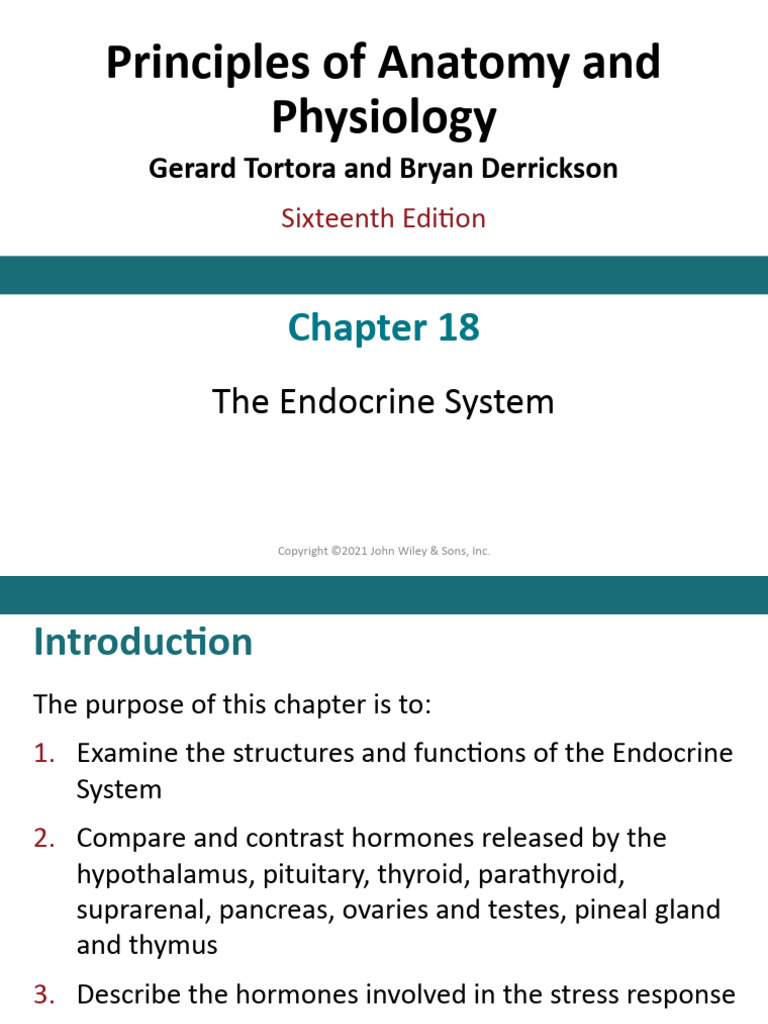 The Endocrine System | PDF