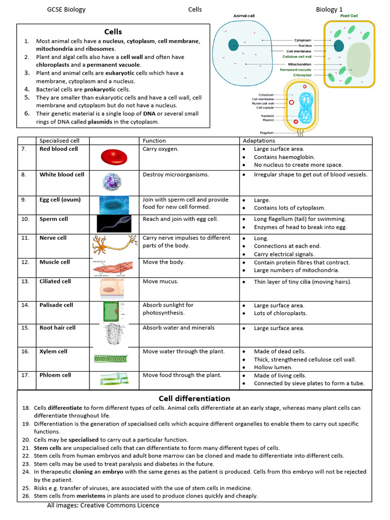 1. Biology - Cells KMap | PDF