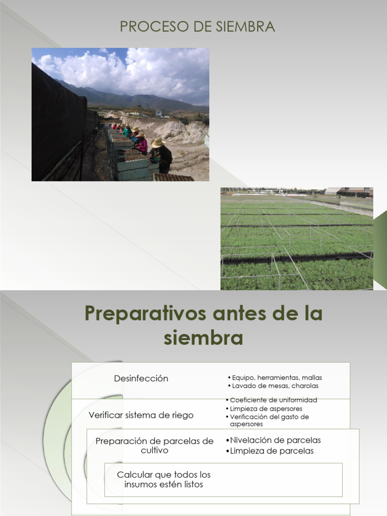 Proceso de Siembra de Árboles Forestales | PDF | Germinación | Siembra