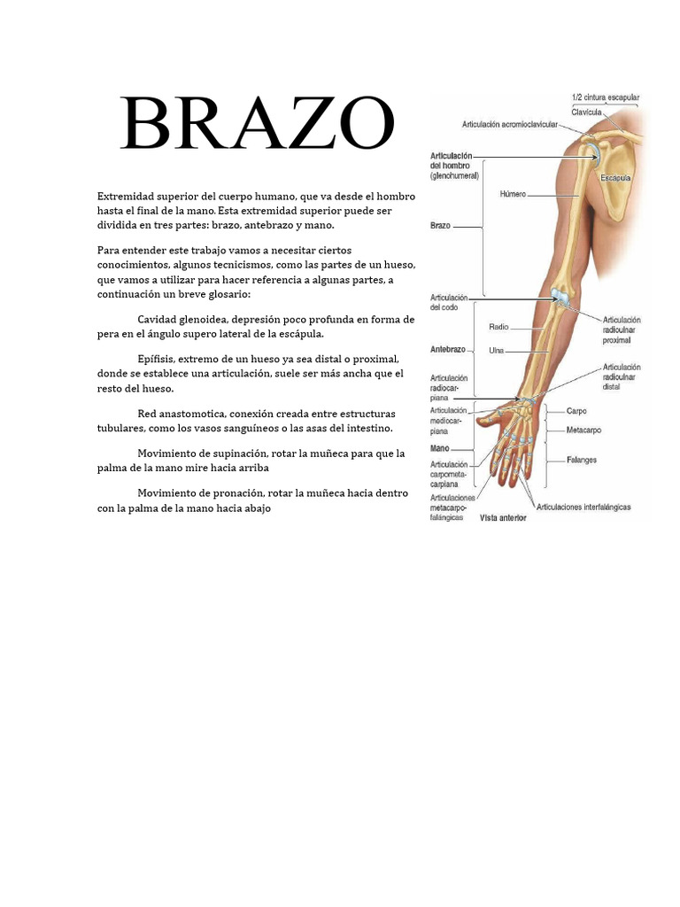 Anatomía del Brazo: Estructura y Función | PDF | Mano | Codo
