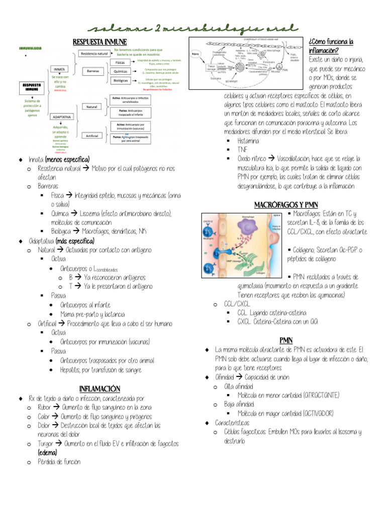 Solemne 2 Micro Solo Inmuno | PDF