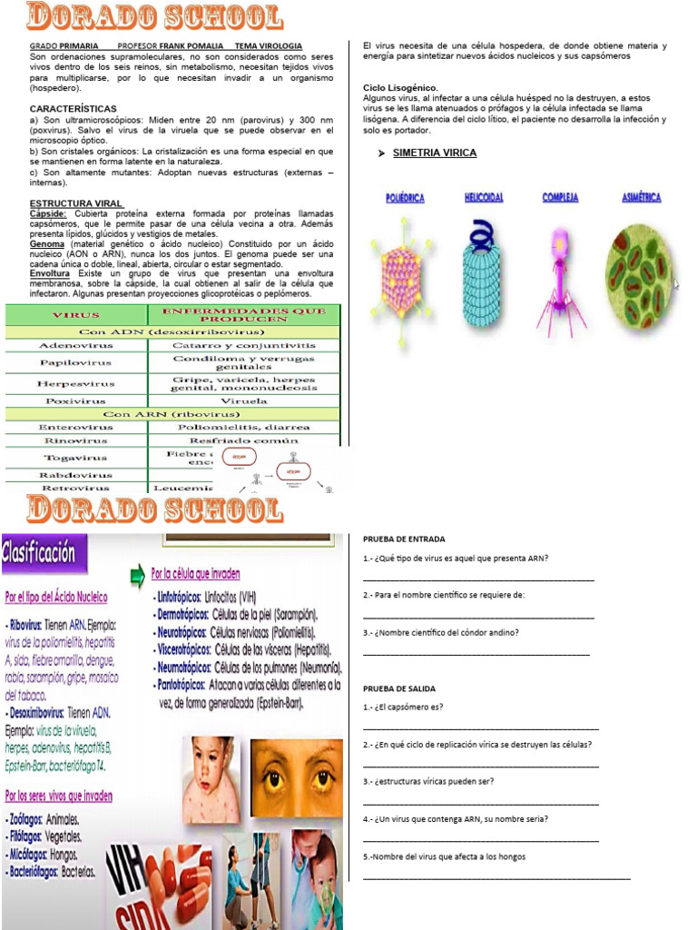 Características y Ciclos de los Virus | PDF | Virus | Biología Celular)