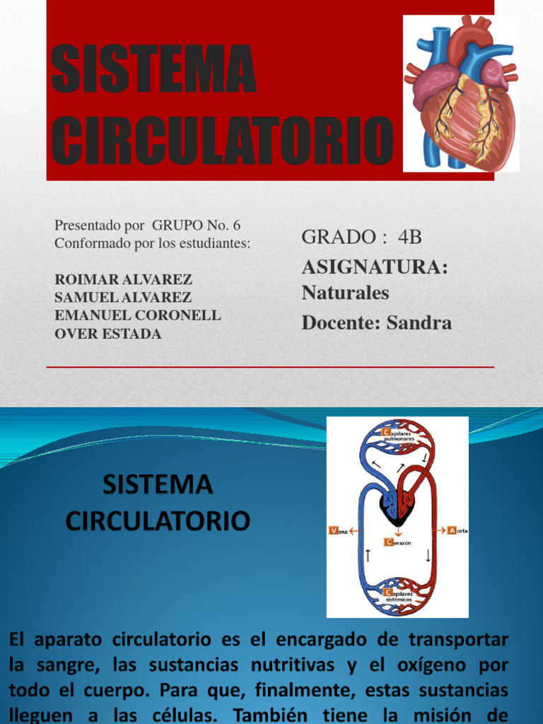 Sistema Circulatorio | PDF | Sistema circulatorio | Sangre