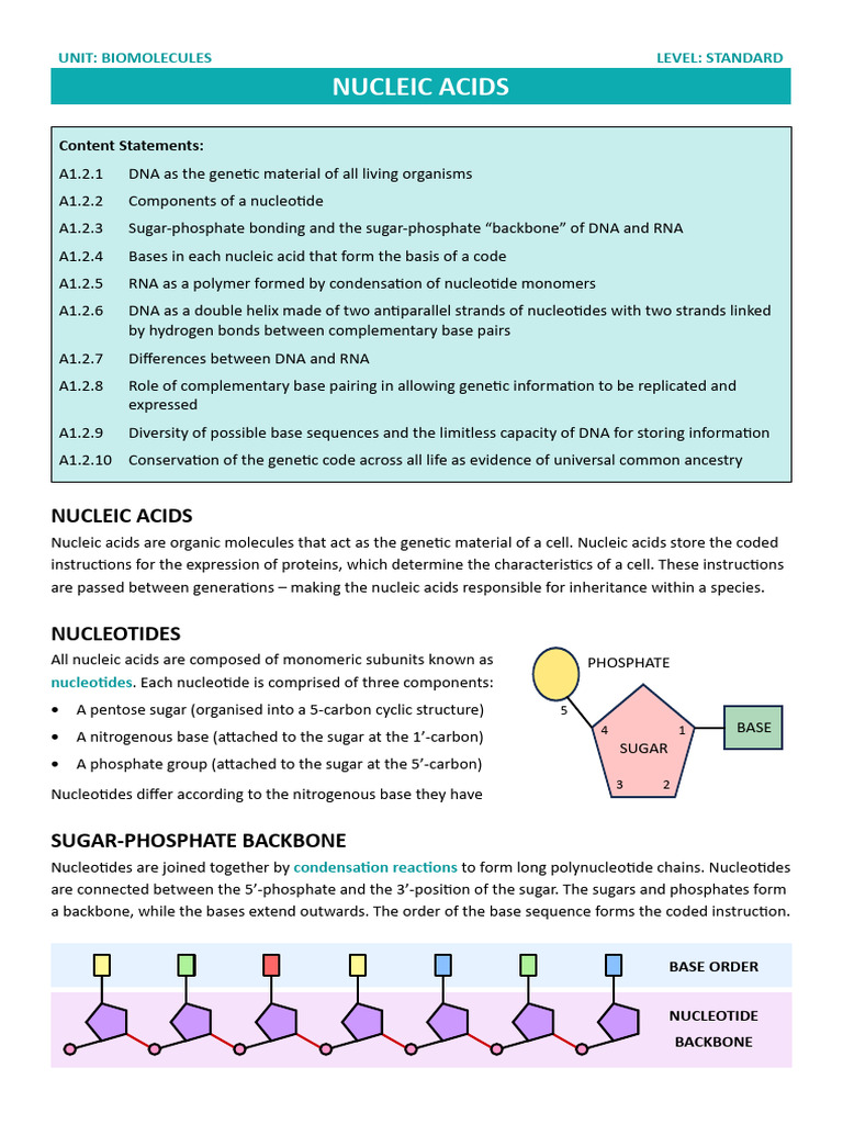 1.3 Nucleic Acids | PDF