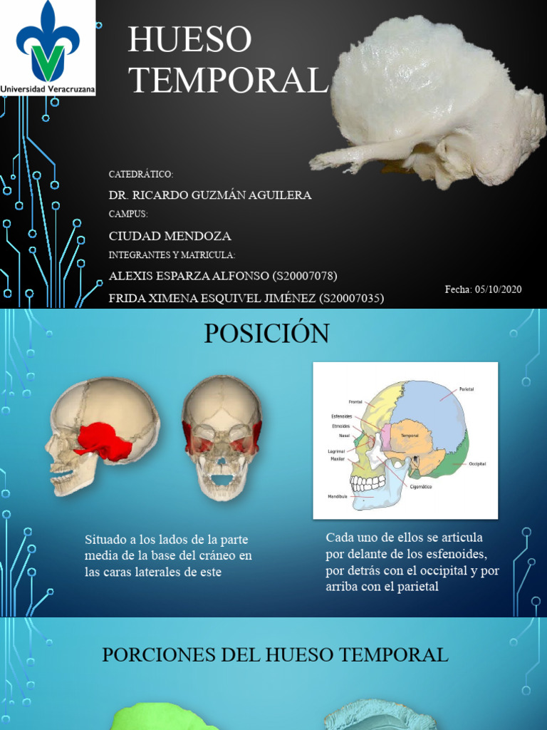 Hueso Temporal | PDF | Sistema musculoesquelético | Cabeza y cuello humanos