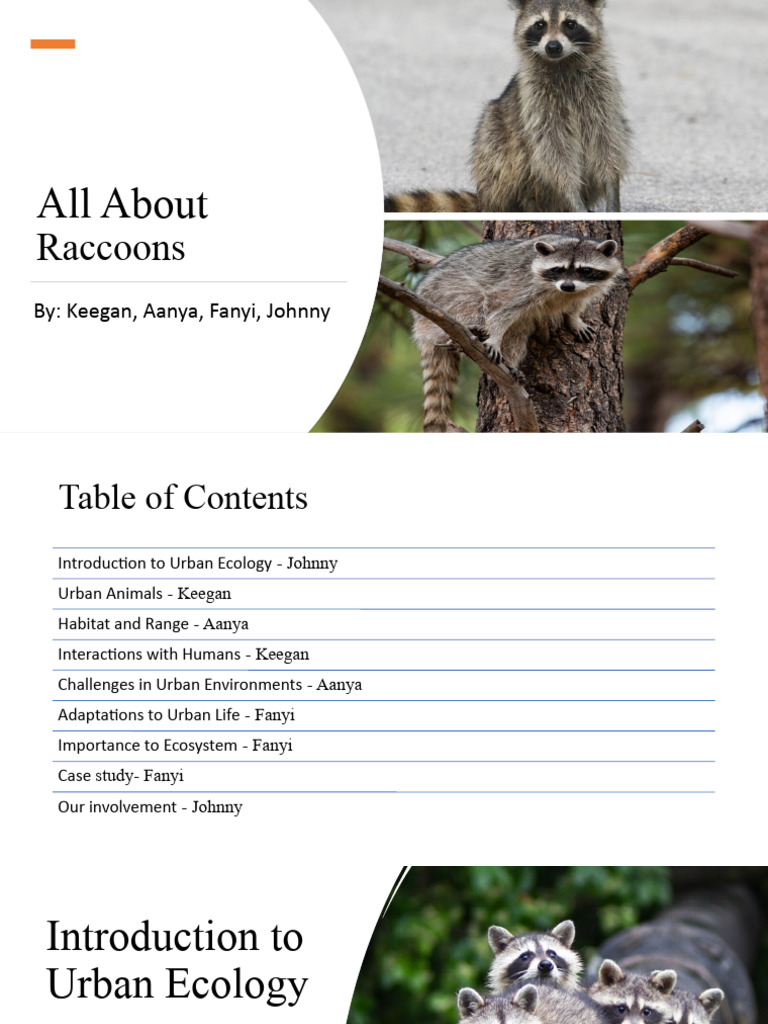 Field Studies - Raccoon | PDF